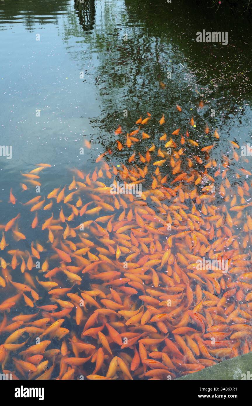 Pond full of goldfish in Dong-Yang palace, China, Asia Stock Photo - Alamy