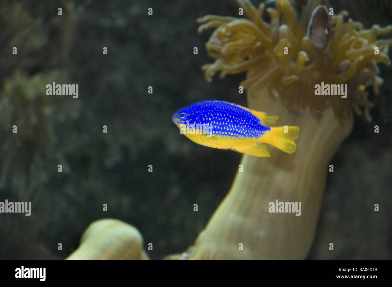 Yellow Bellied Damsel fish Pomacentrus Ouriventris Green Island Cairns ...