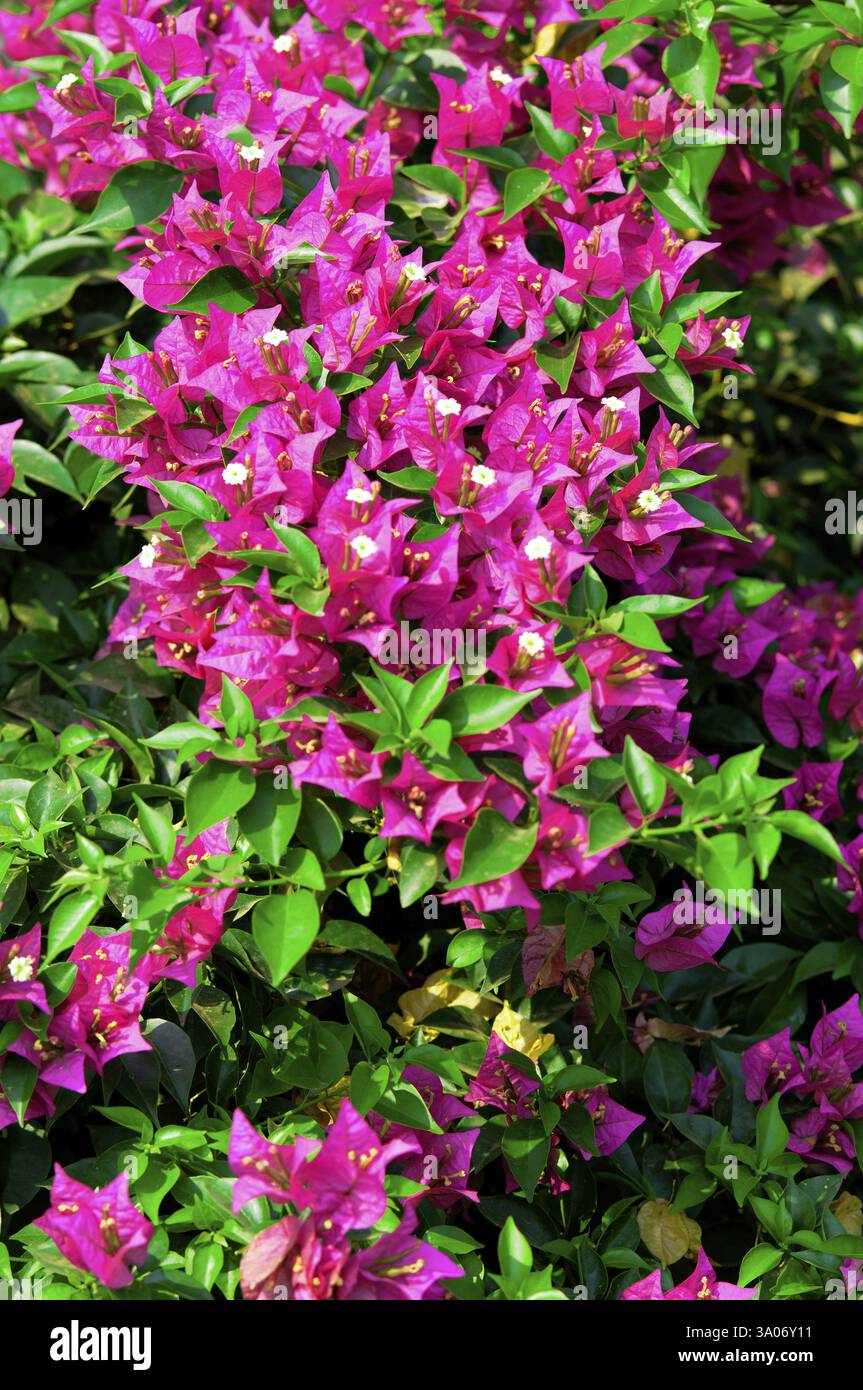 Bouganvilla valencia bougainvillea spectabili with white small buds ...