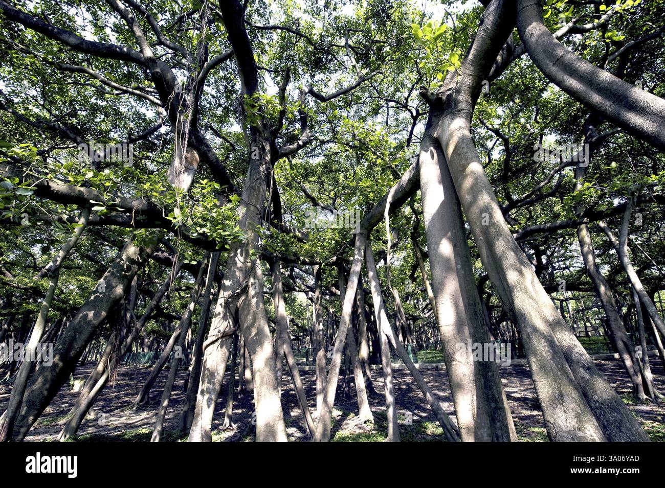 Old banyan ficus bengalensis tree at Botanical garden, Shibpur, Howrah ...