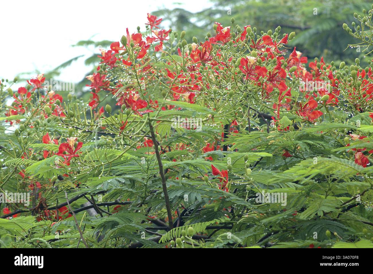 Gulmohar tree with red flowers in monsoon with rain drops Stock Photo ...