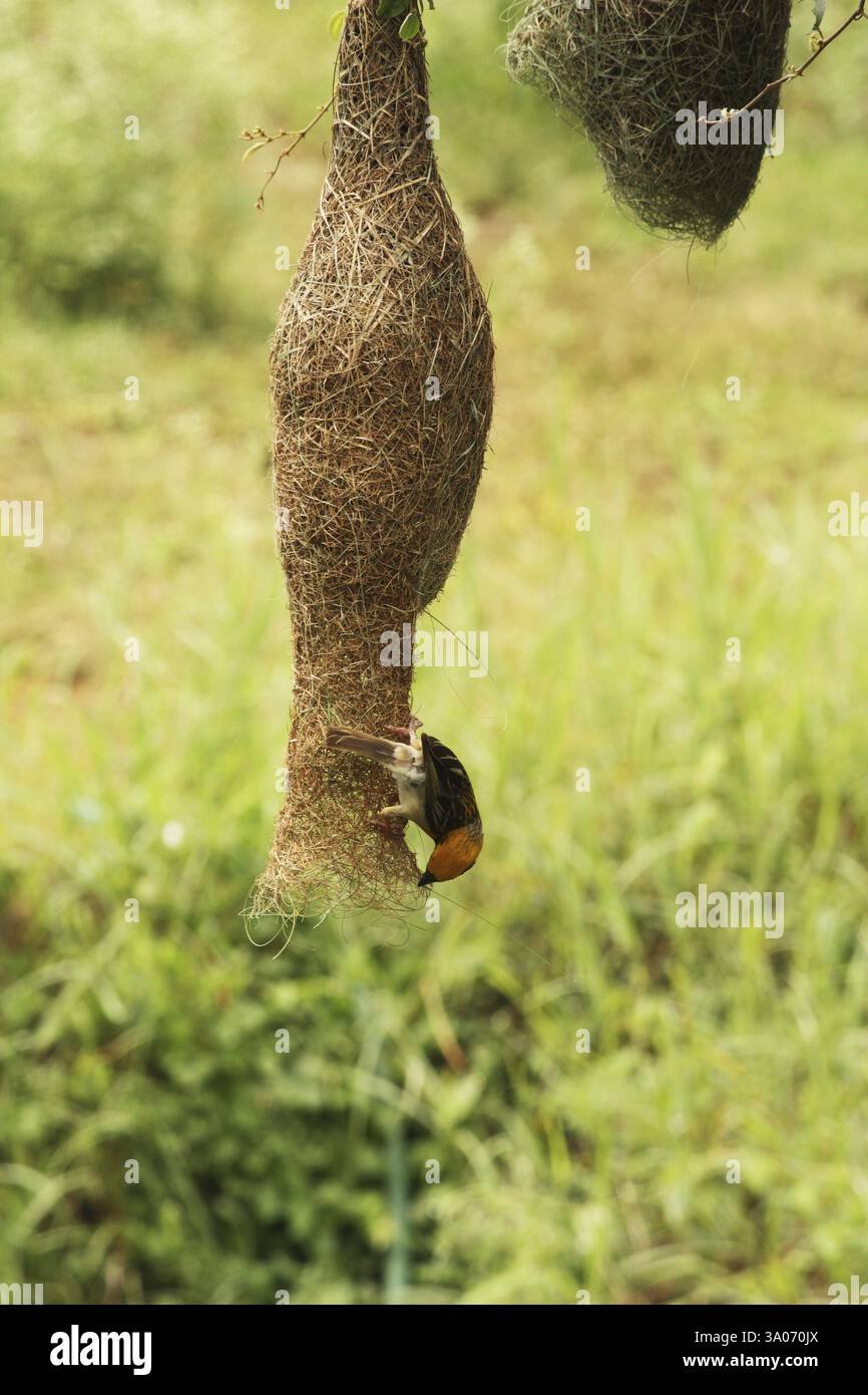 Birds, baya weaver with nest in Chinchani, Sangli, Maharashtra, India 2009 Stock Photo - Alamy