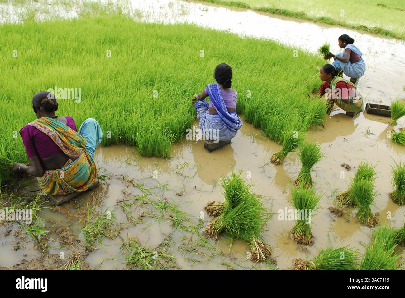 Ho tribes women working in paddy field, Chakradharpur, Jharkhand, India ...