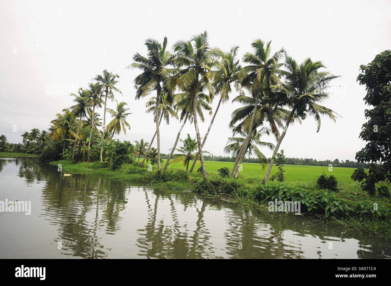 Field near back water, Ernakulum, Kerala, India, Asia Stock Photo - Alamy