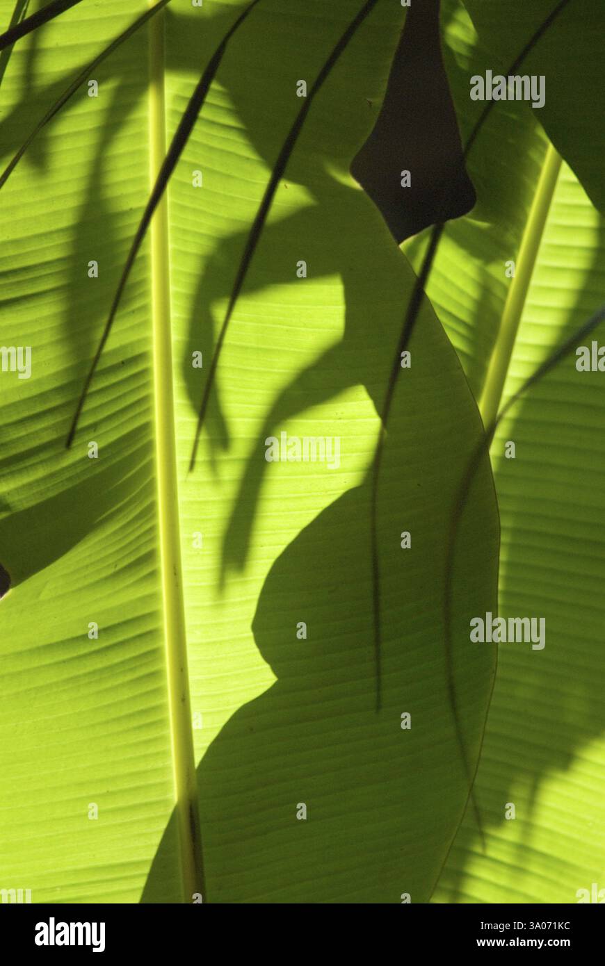 Banana trees leave green color and abstract shadows, Anjarle village at ...