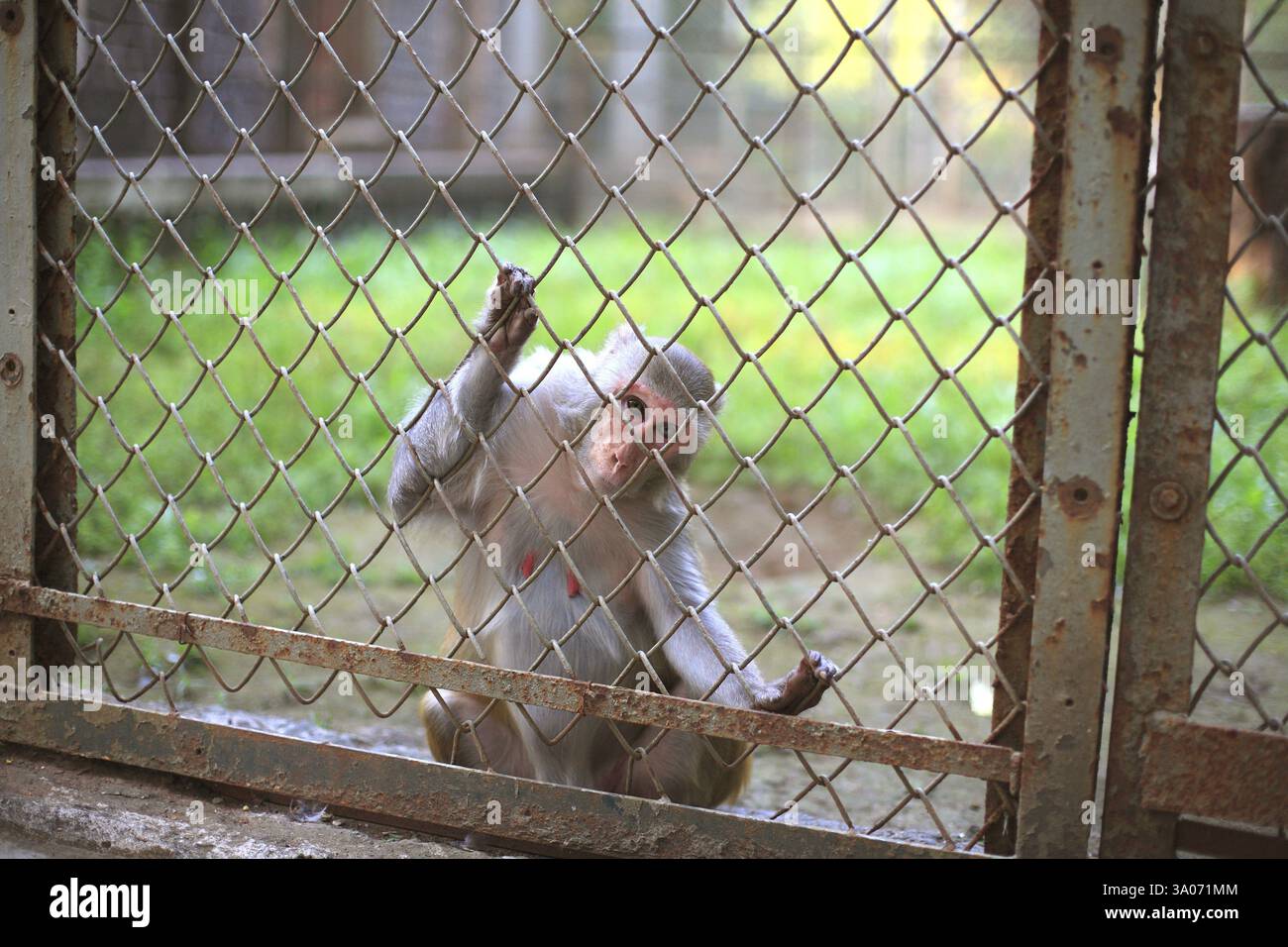 Monkey in cage at zoo, Bombay Mumbai, Maharashtra, India, Asia Stock ...