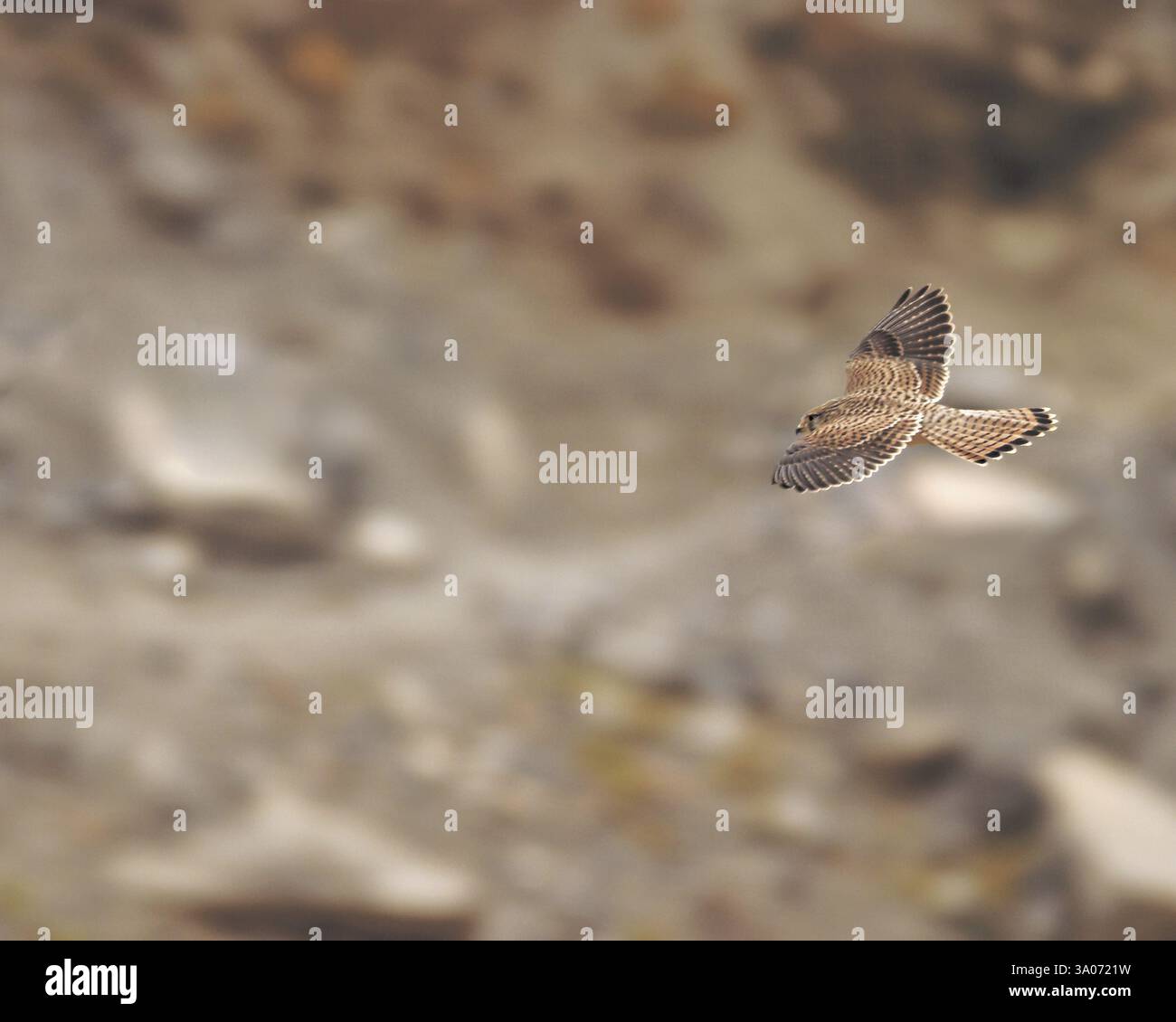 Birds, Kestrel, Falco tinnunculus flying bird, Falcon, Hovering, Sagnam ...