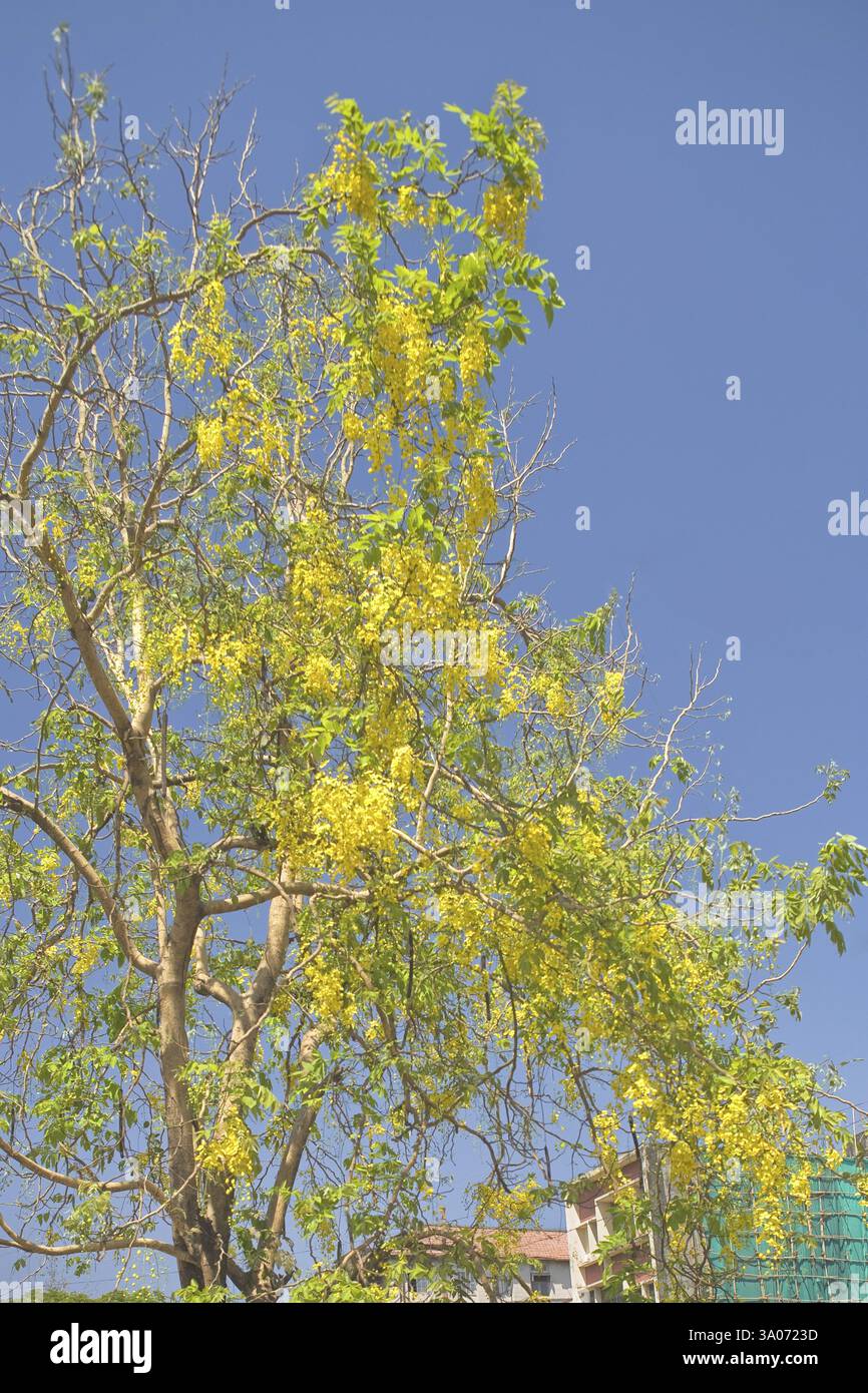 Indian laburnum tree hi-res stock photography and images - Alamy