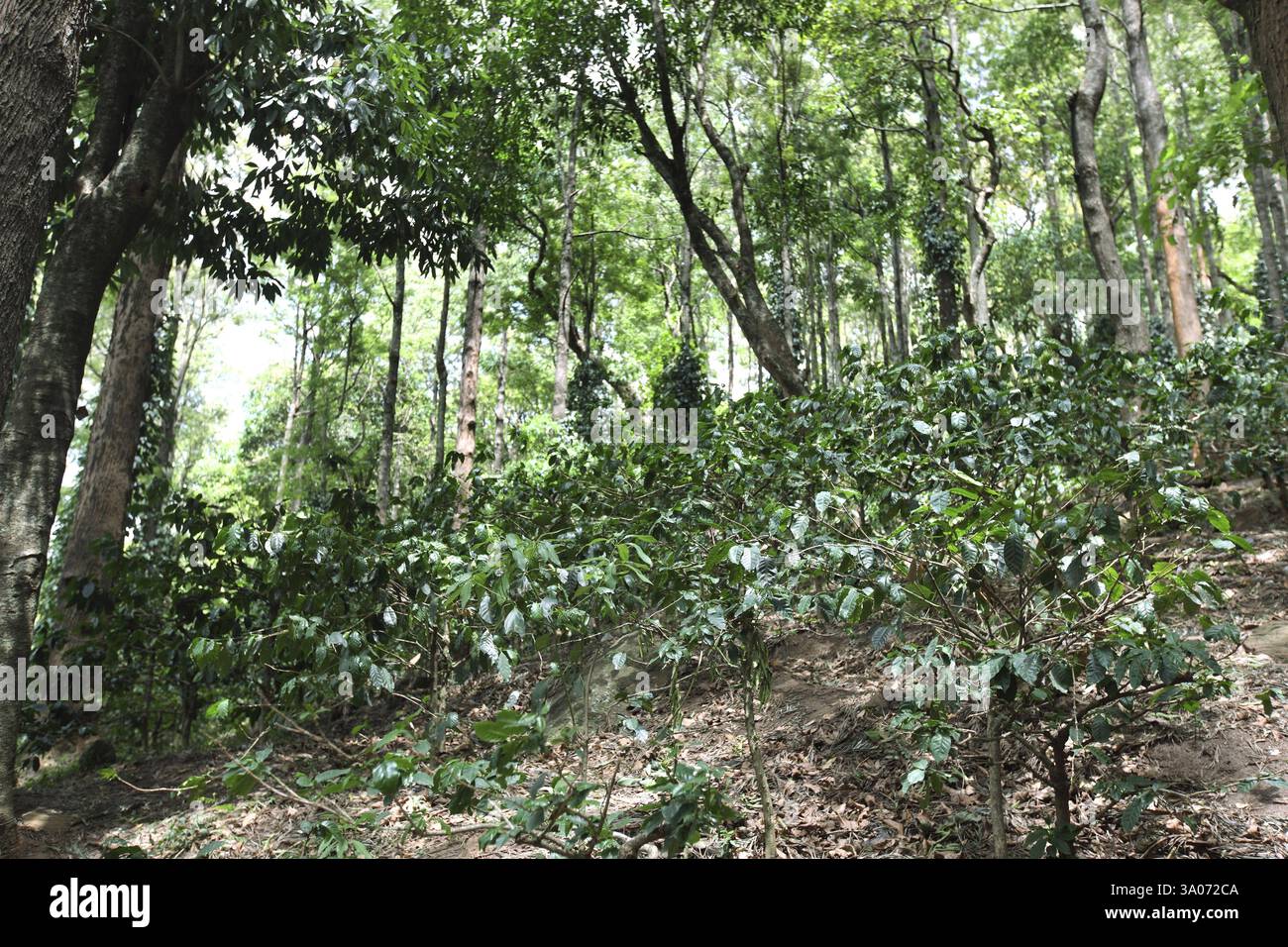 Coffee plantations amidst silver oak trees at Ananthagiri hills, Araku ...