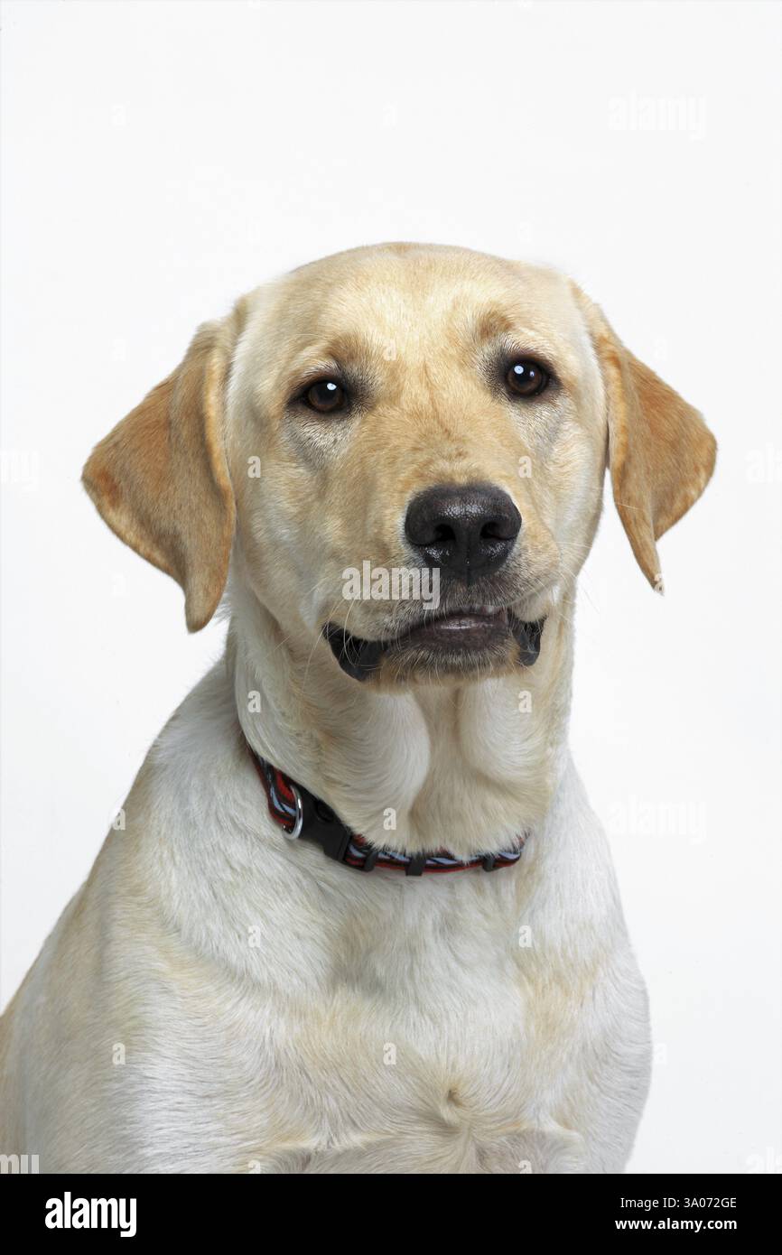 Labrador retriever yellow male, Speechless, India, Asia Stock Photo - Alamy