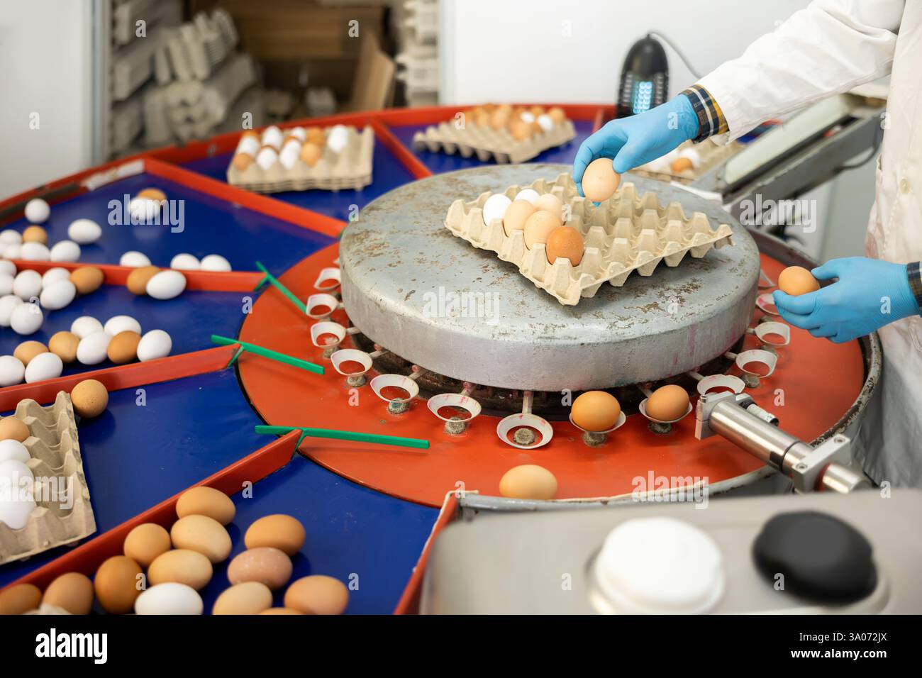 hands in the egg sorting shop Stock Photo - Alamy