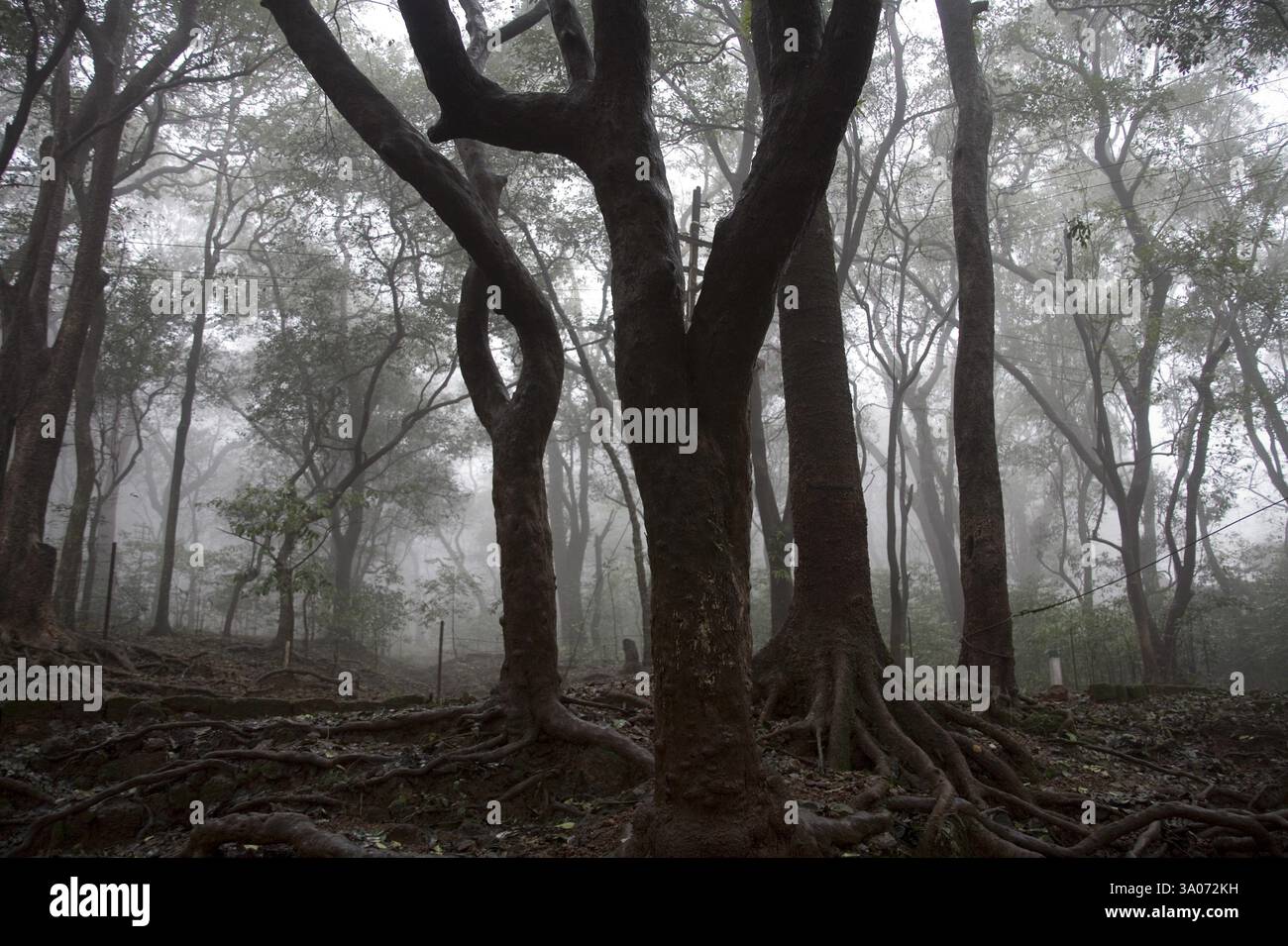 View of forest in Monsoon Season on Hill station, Matheran, Maharashtra ...