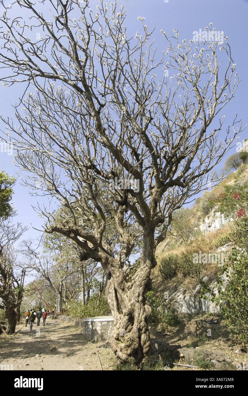 Old and tall flowered tree of champak or white chafa Stock Photo - Alamy