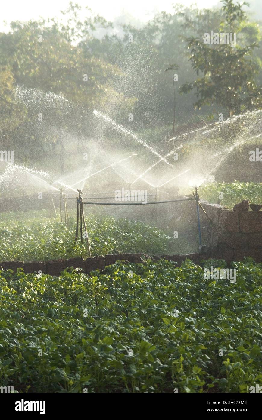Sprinklers gentle spray of water for plants of cow pea or chavli at ...