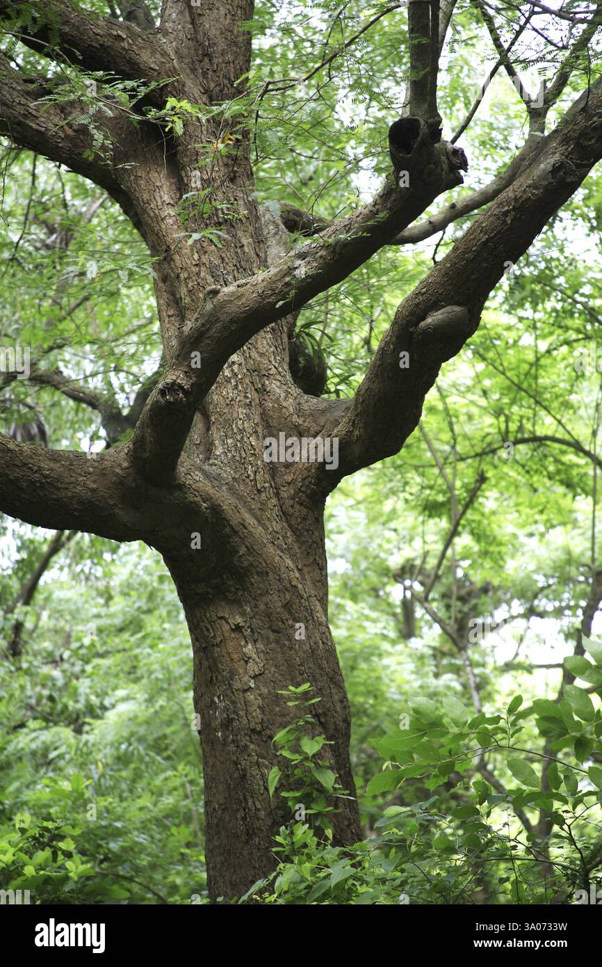 Tree trunk in sanjay gandhi national park, Borivali, Bombay Mumbai ...