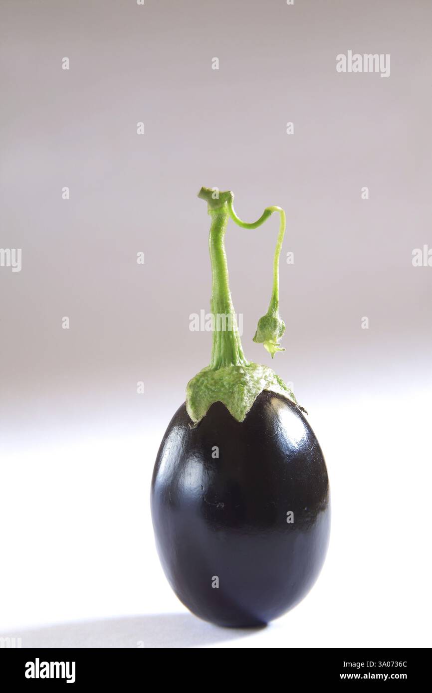 Vegetables, baingan, Brinjal, Eggplant, India, Asia Stock Photo - Alamy