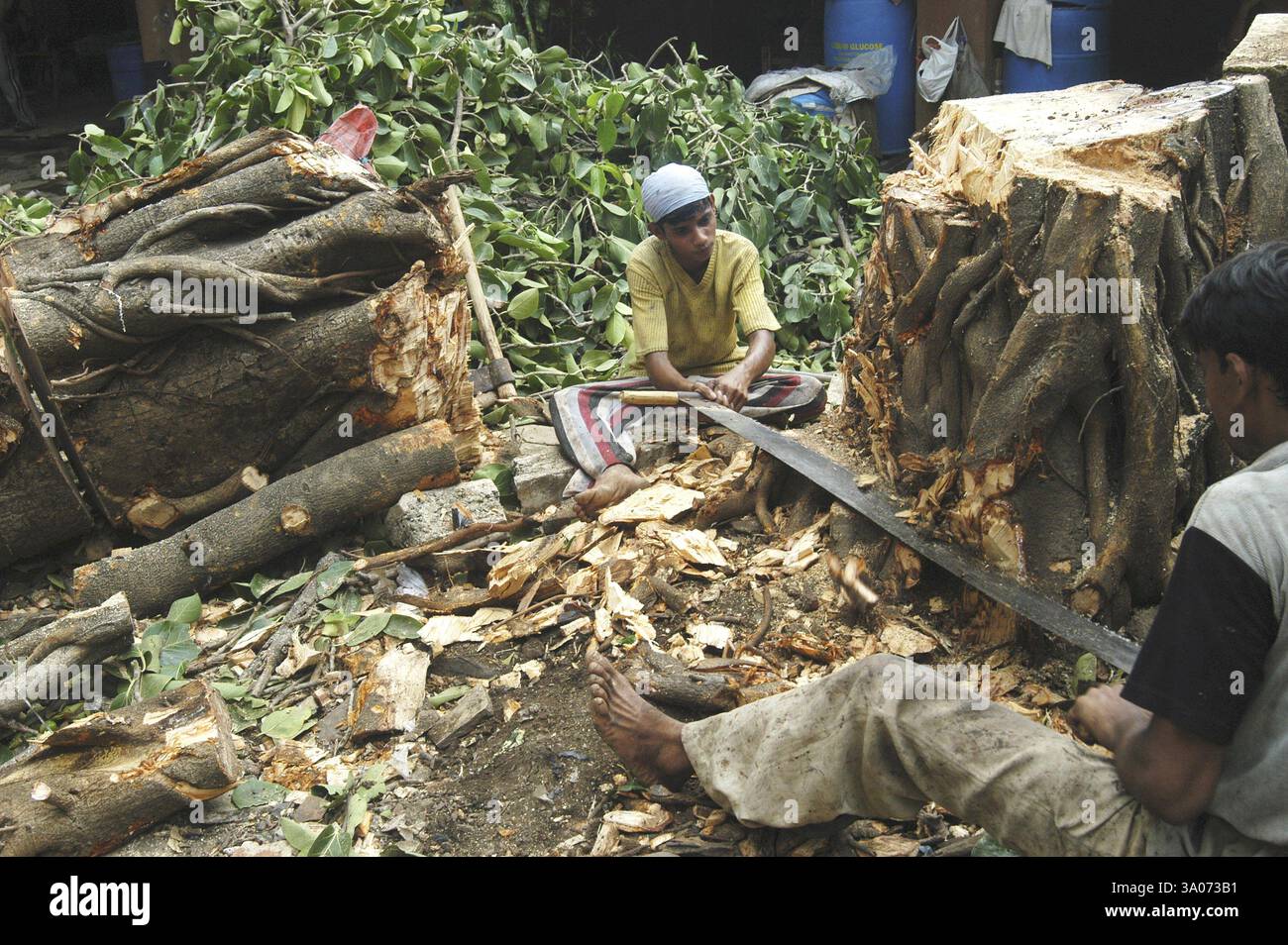 Men cutting down huge tree with saw in Bombay Mumbai, Maharashtra ...