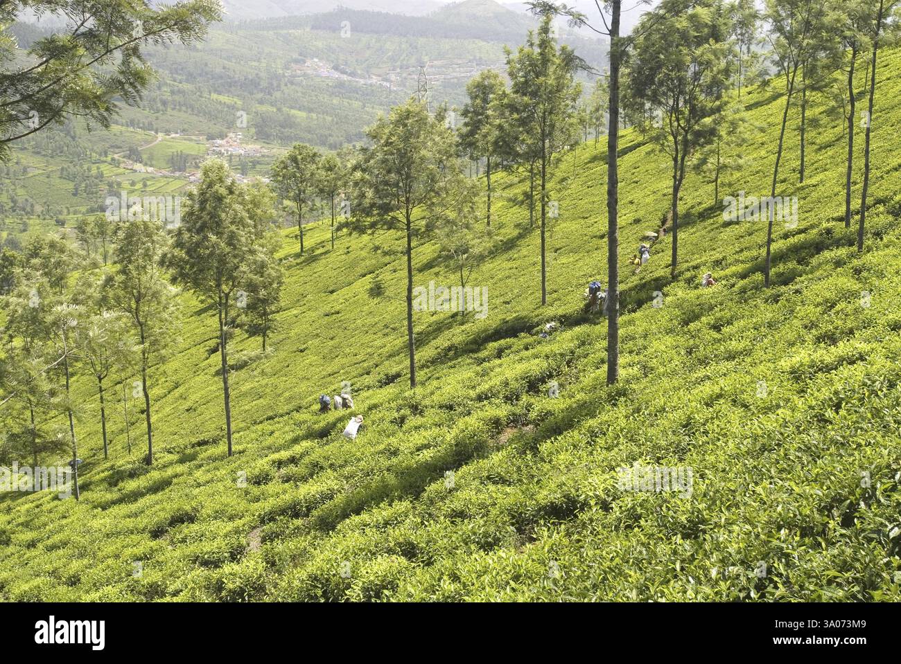 Tea garden, Ooty, Tamil Nadu, India, Asia Stock Photo - Alamy