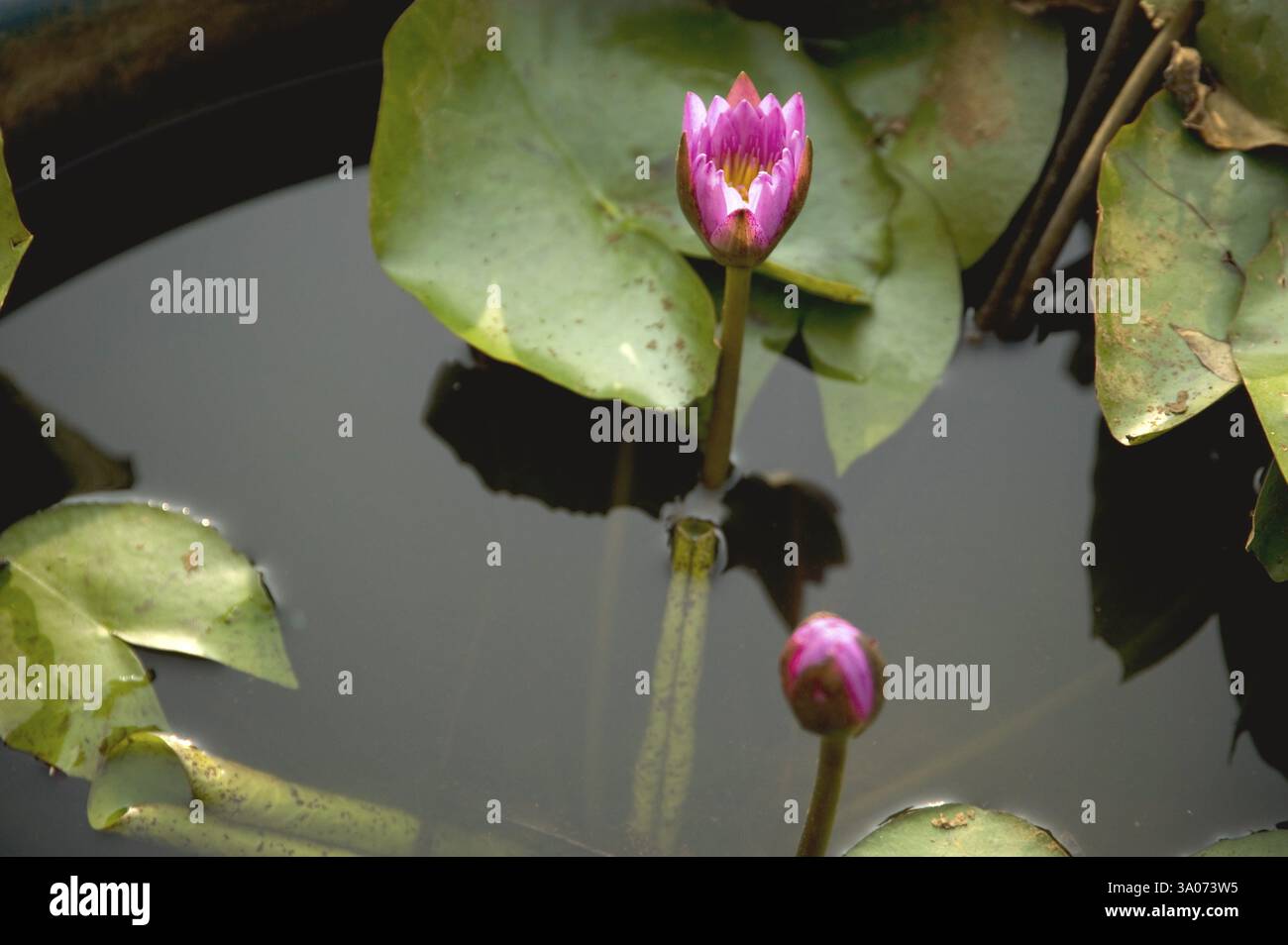 Flower, lotus, India, Asia Stock Photo - Alamy