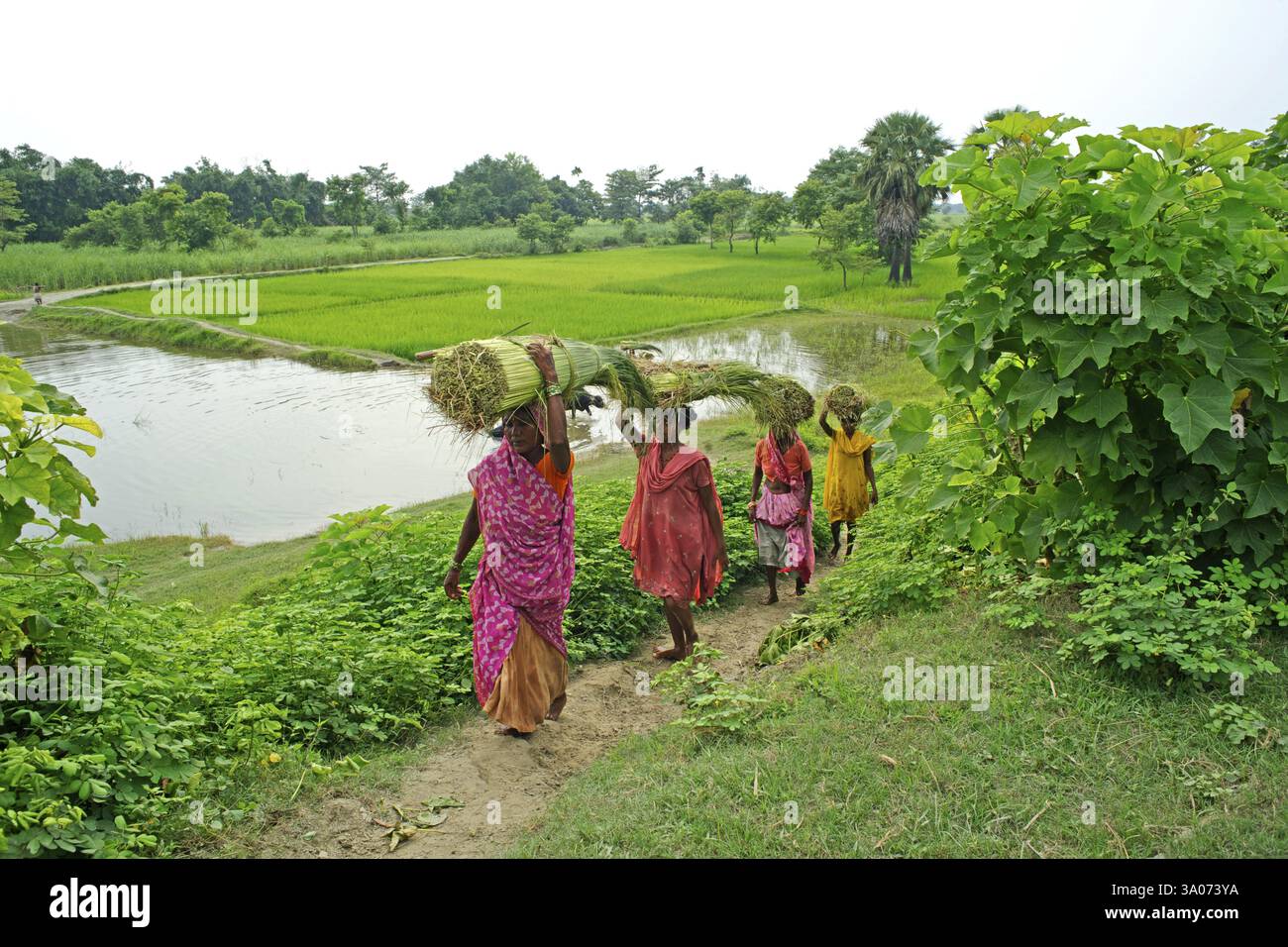 Village life, Kesariya to Salimpur, Buddha stupa, Bihar, India, Asia ...