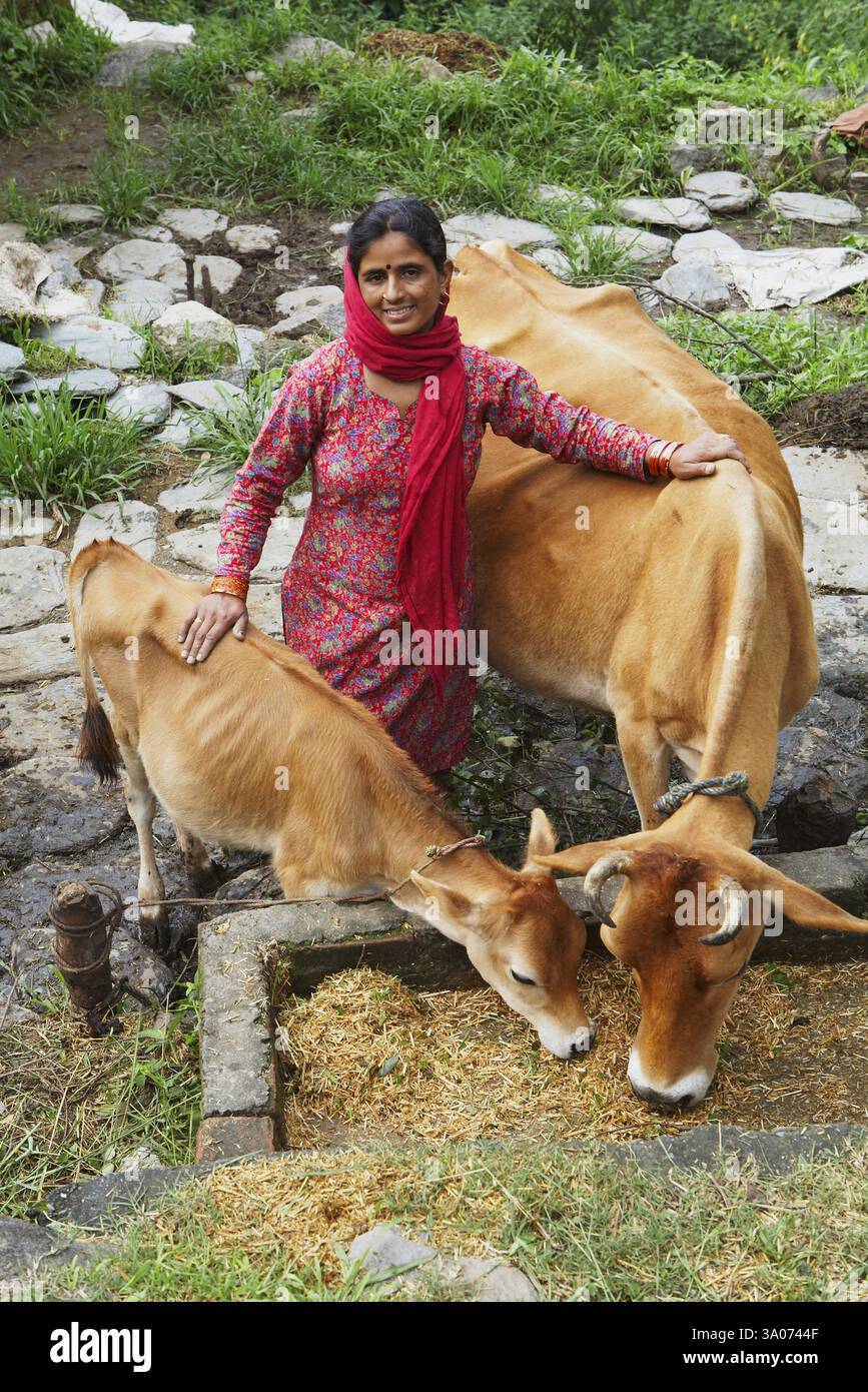 Rural lady with cow and calf animal husbandry economic initiative ...