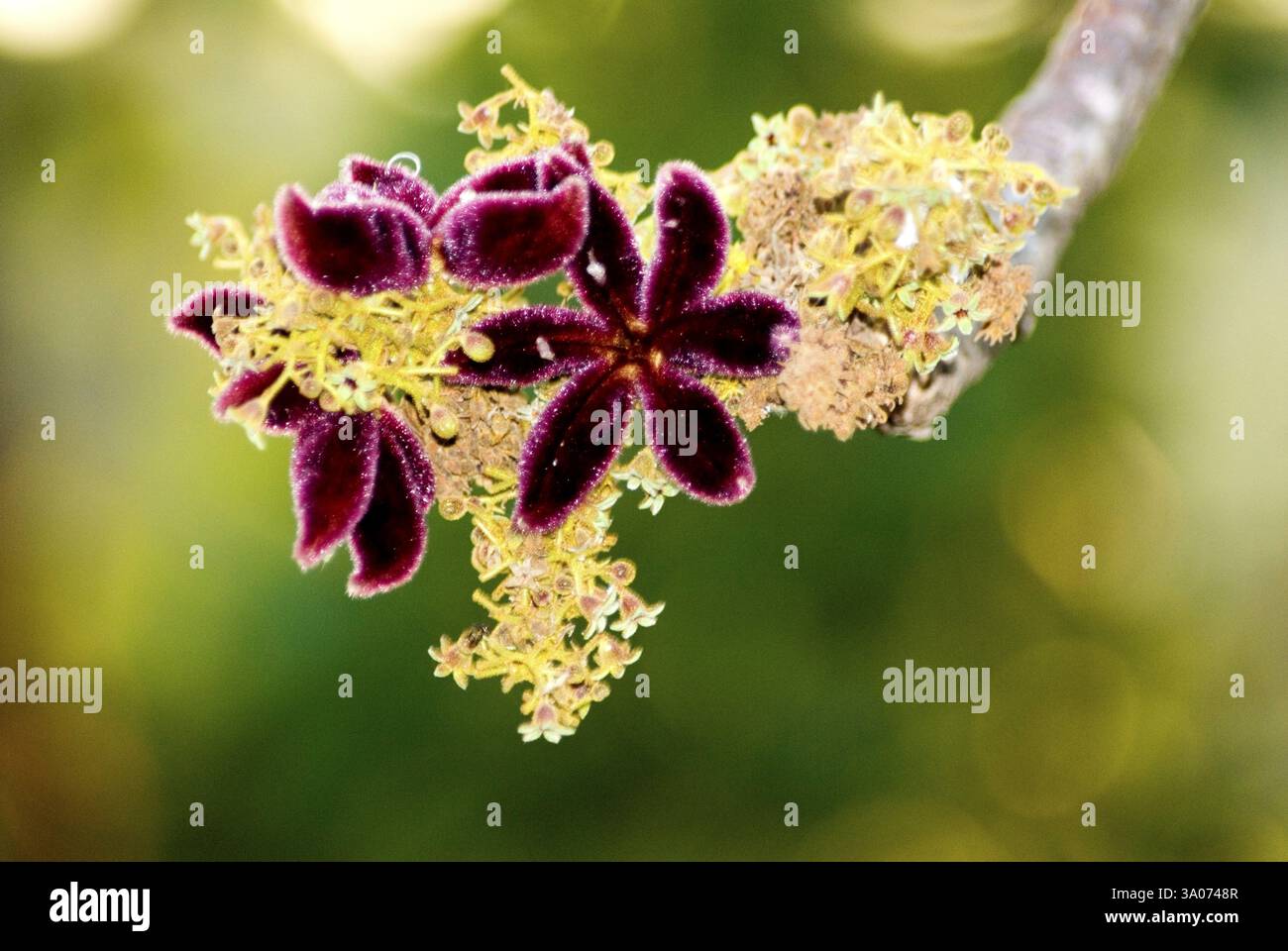 Sterculia hi-res stock photography and images - Alamy