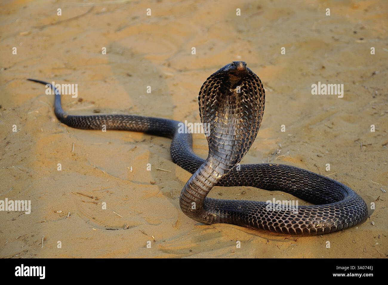 Reptiles, cobra in aggressive position, Pushkar, Rajasthan, India, Asia ...