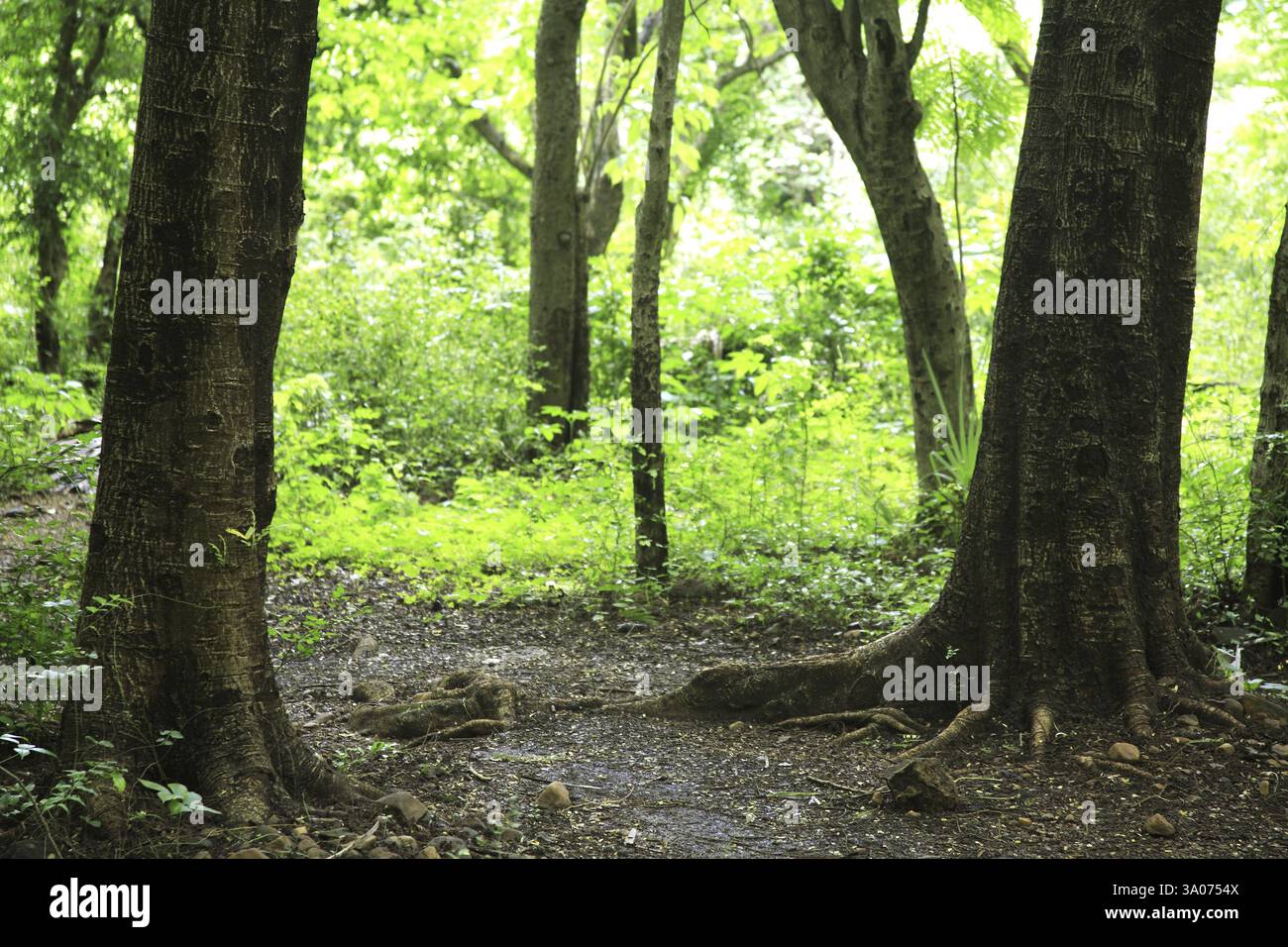 Tree trunk in sanjay gandhi national park, Borivali, Bombay Mumbai ...
