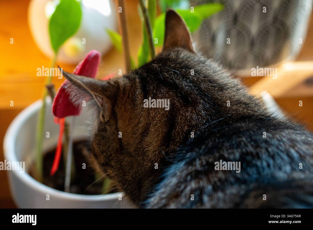 Bavaria, Germany - March 2, 2025: The cat explores an interested ...