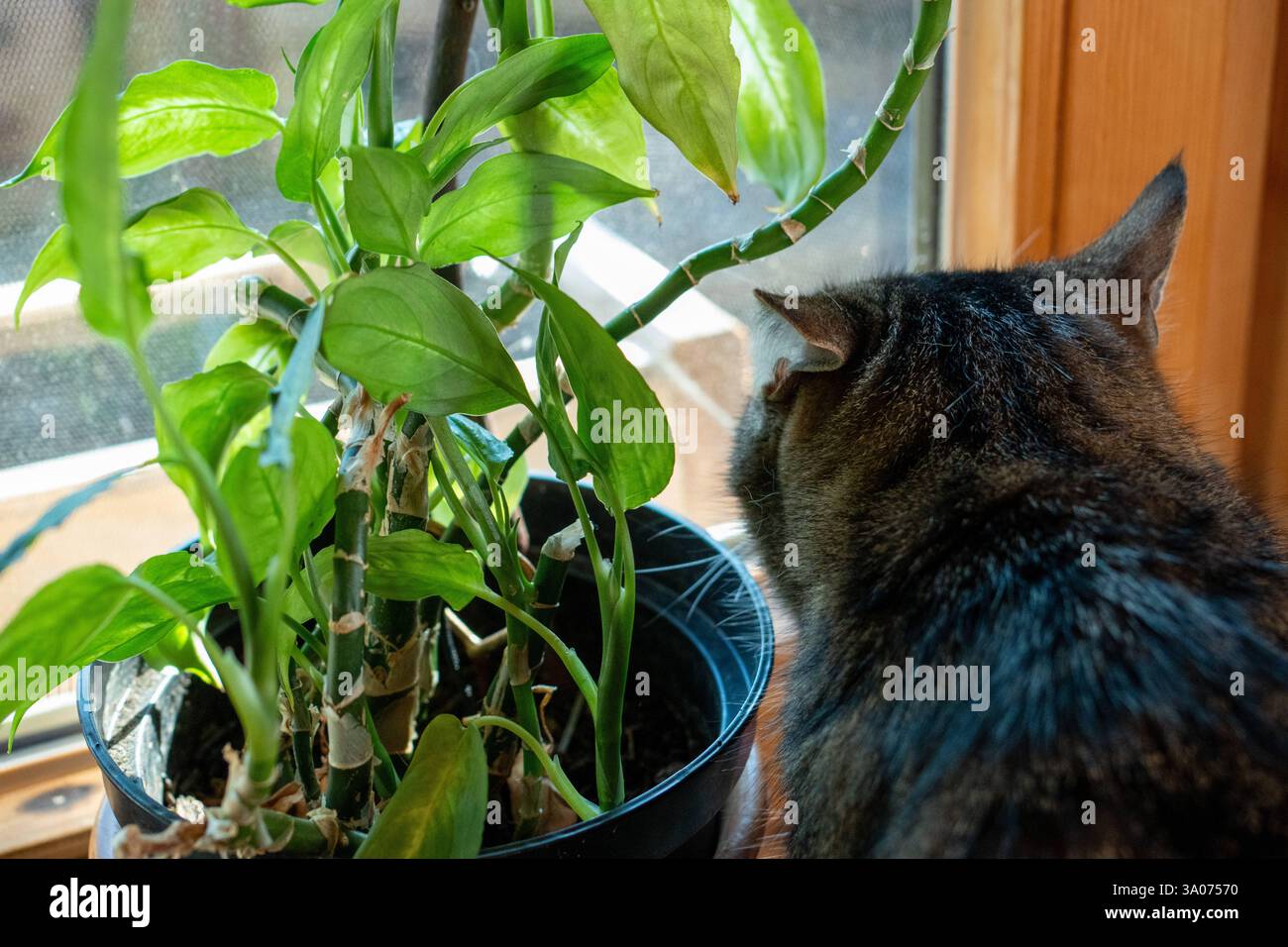 Bavaria, Germany - March 2, 2025: A cat peers out of the window between ...