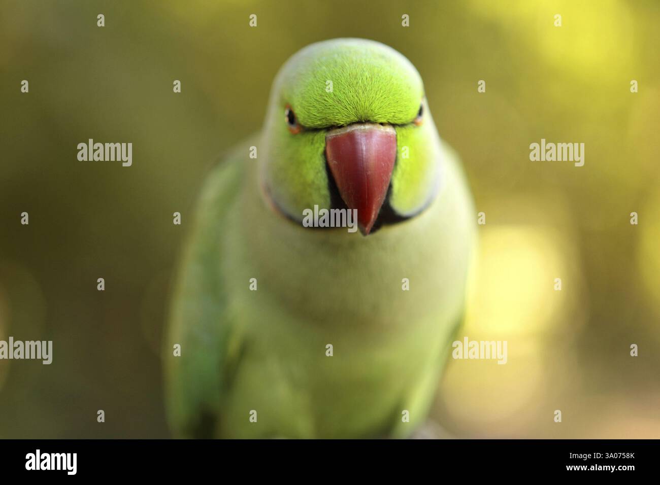 Birds, rose ringed parakeet psittacula krameri, Nadiad, Gujarat, India ...