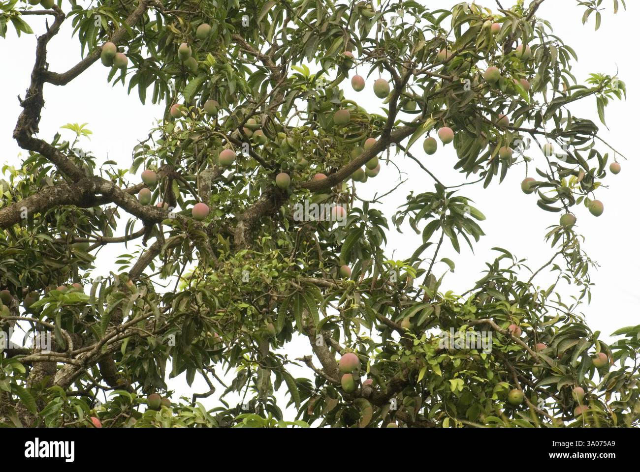 Mango tree goa india hi-res stock photography and images - Alamy