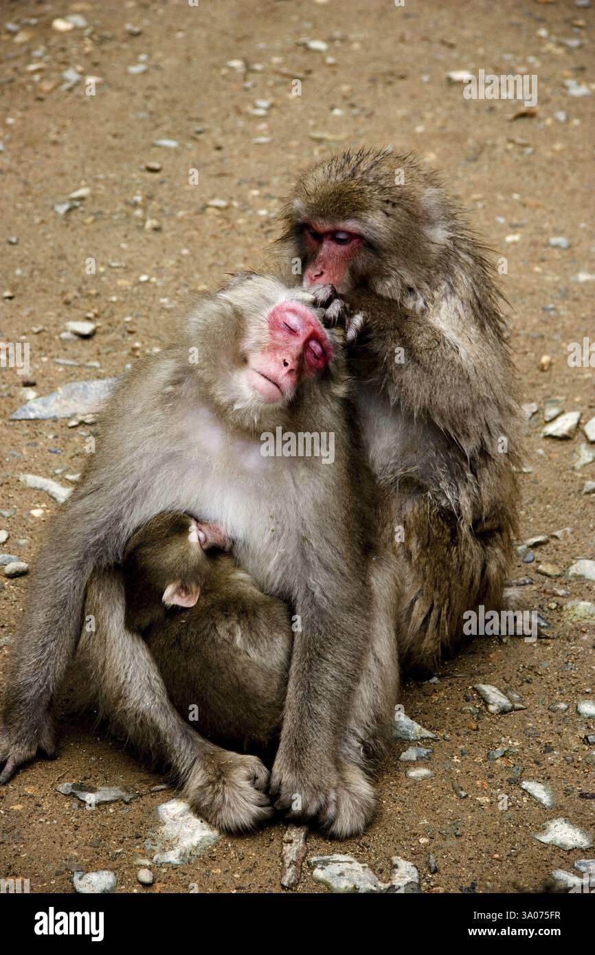 Japanese male monkey grooming female monkey and baby feeding milk Stock ...