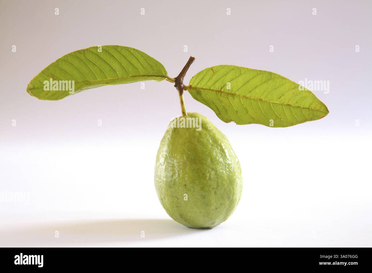 Fruits, amrood guava psidium guyava with green leaf on white background ...