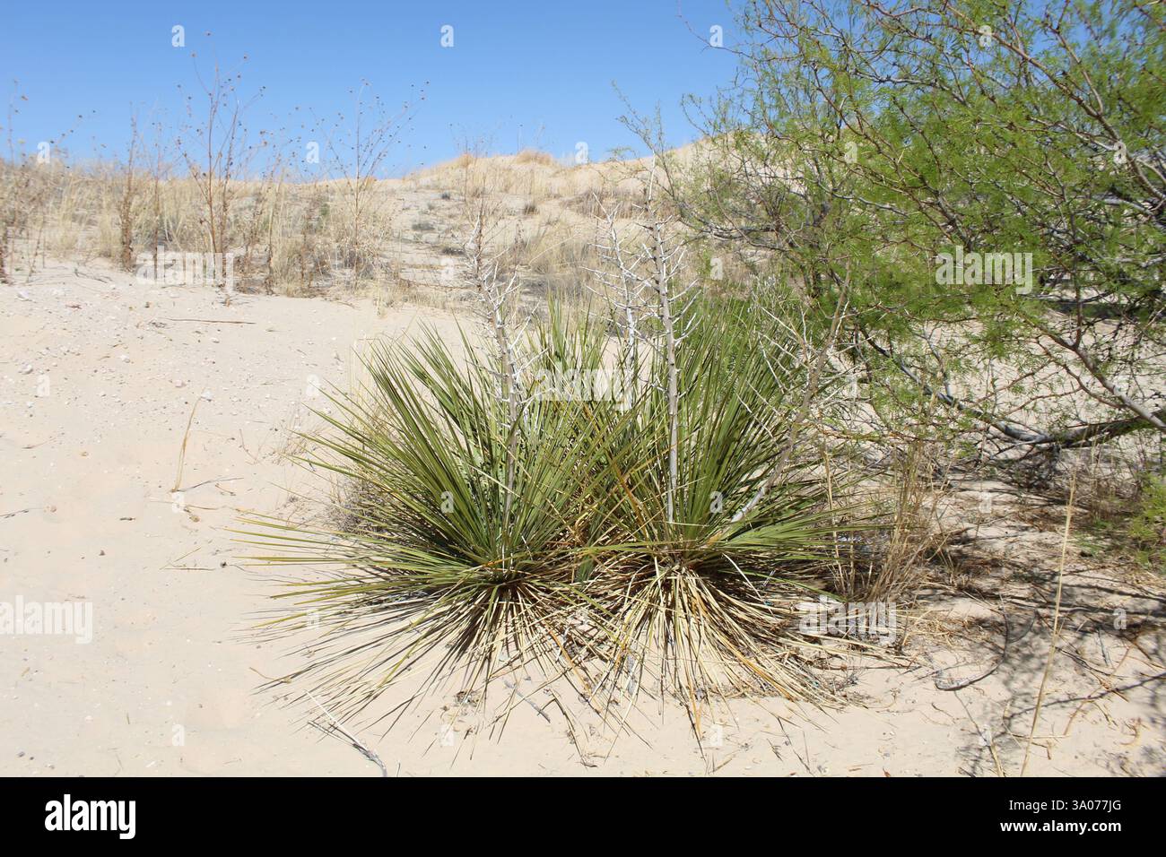 Two plains yucca plants and a honey mesquite tree on a sand dune in ...