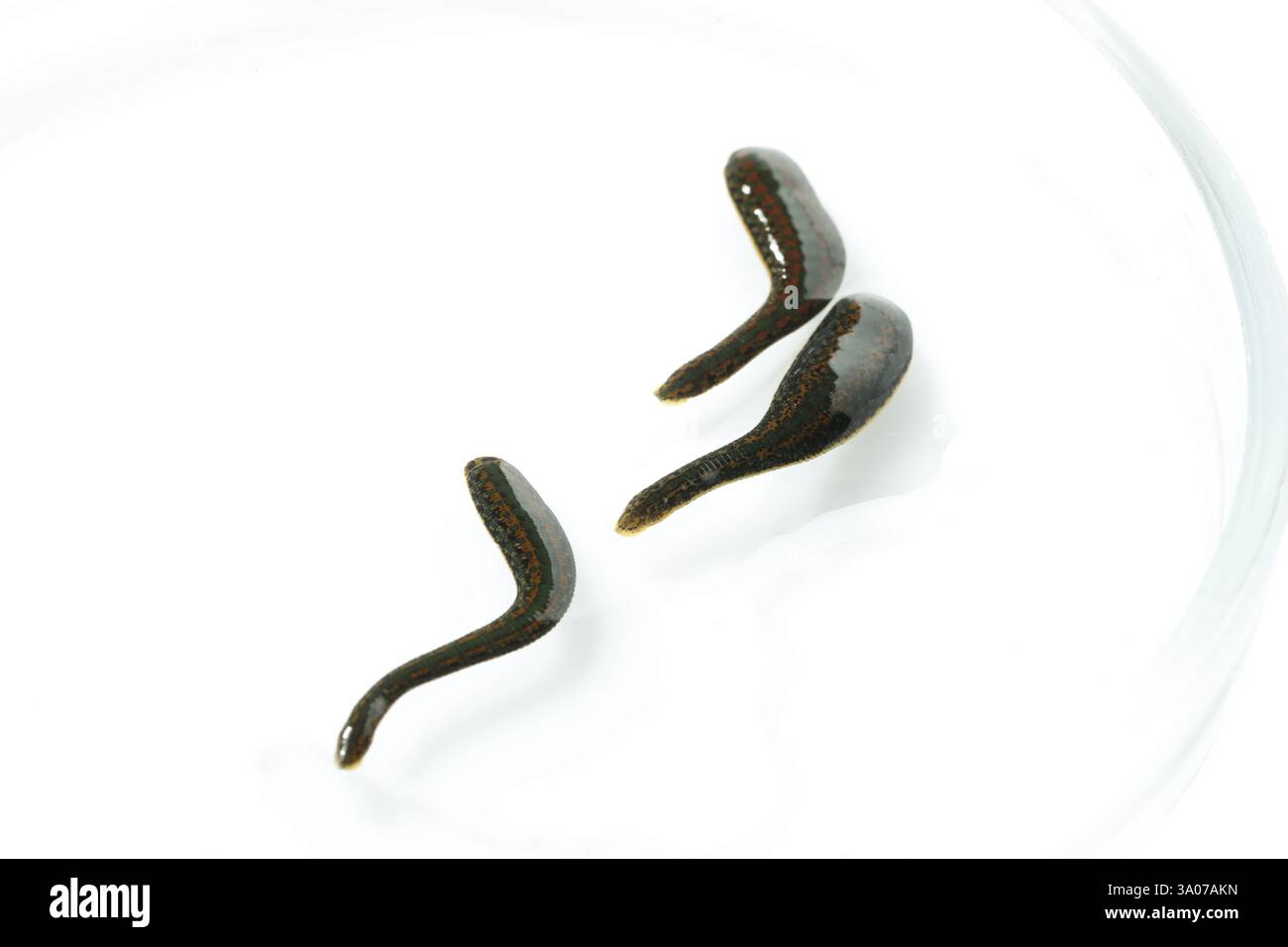 Medicinal leeches in Petri dish isolated on white Stock Photo - Alamy