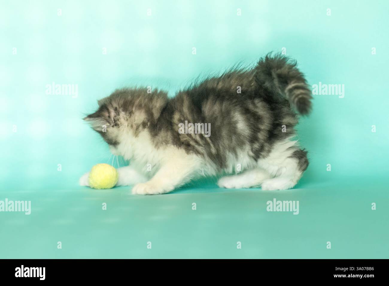 A cute ragdoll crossbreed kitten is playing in front of blue studio ...