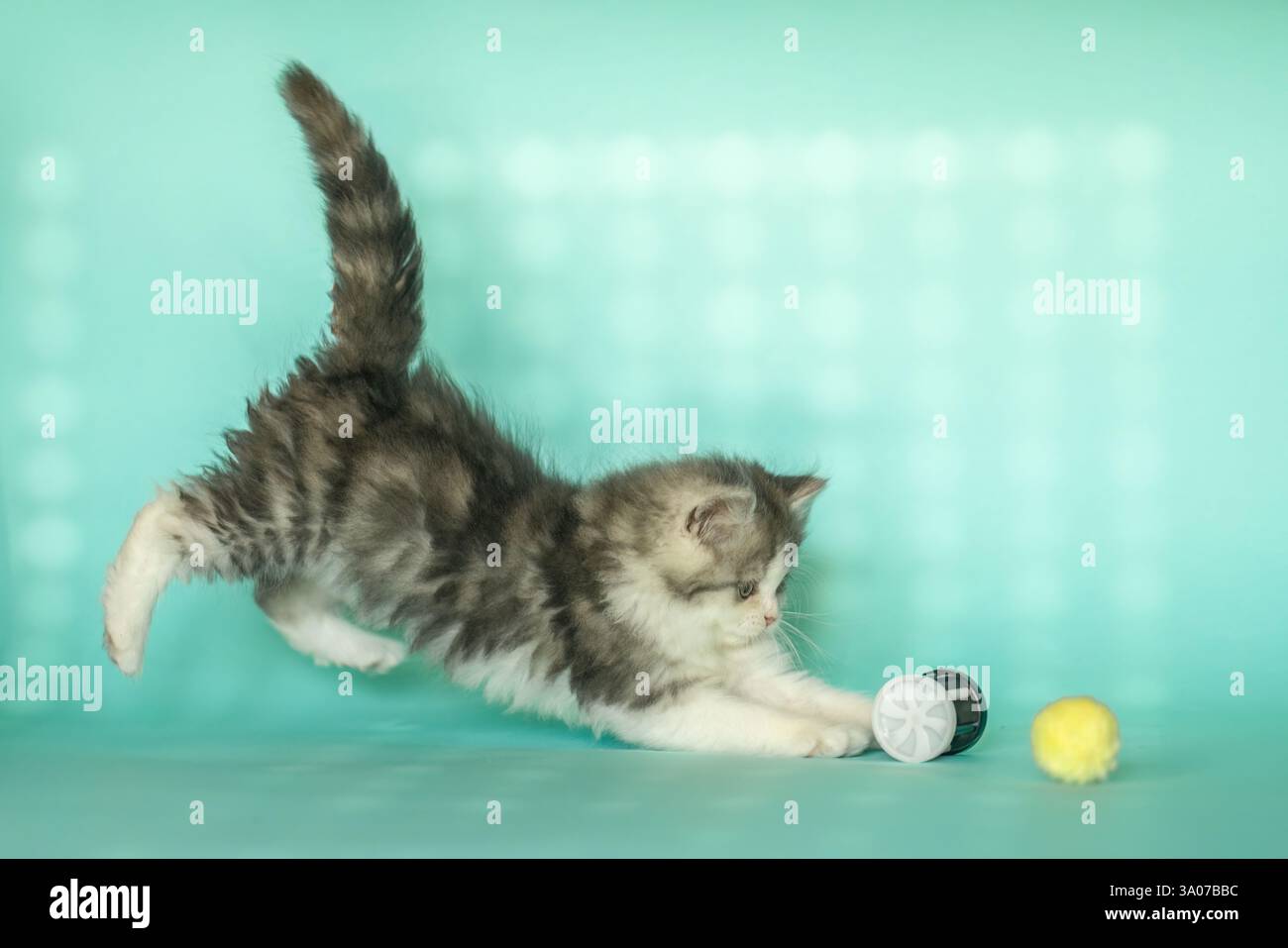 A cute ragdoll crossbreed kitten is playing in front of blue studio ...