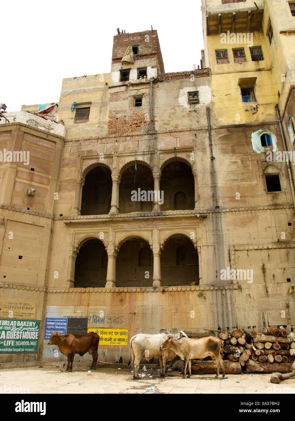 Cattle seek shade near the historic structures of Jalasen (Jalasayi ...