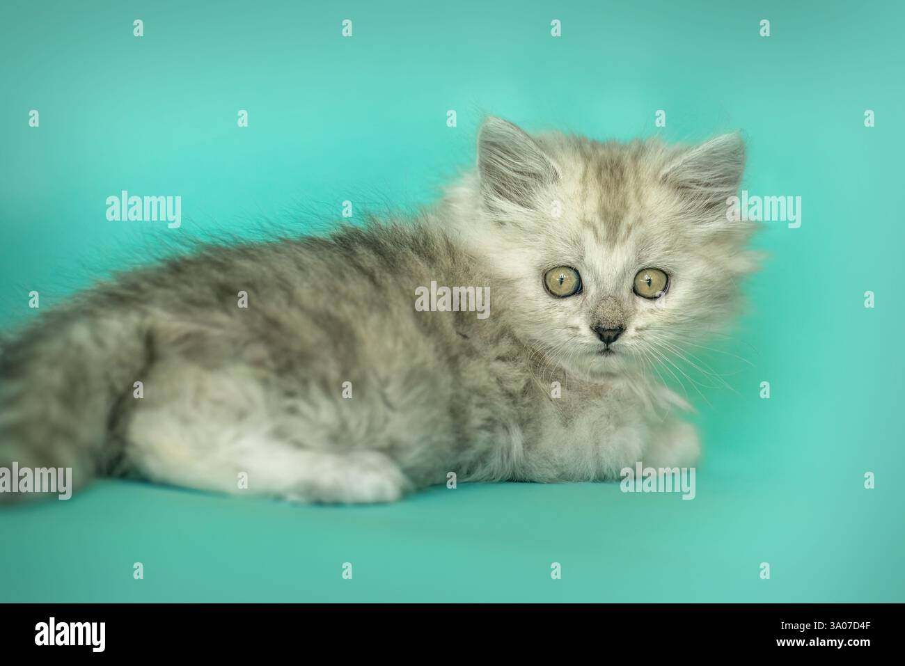 A cute silver tabby ragdoll crossbreed kitten is playing in front of ...