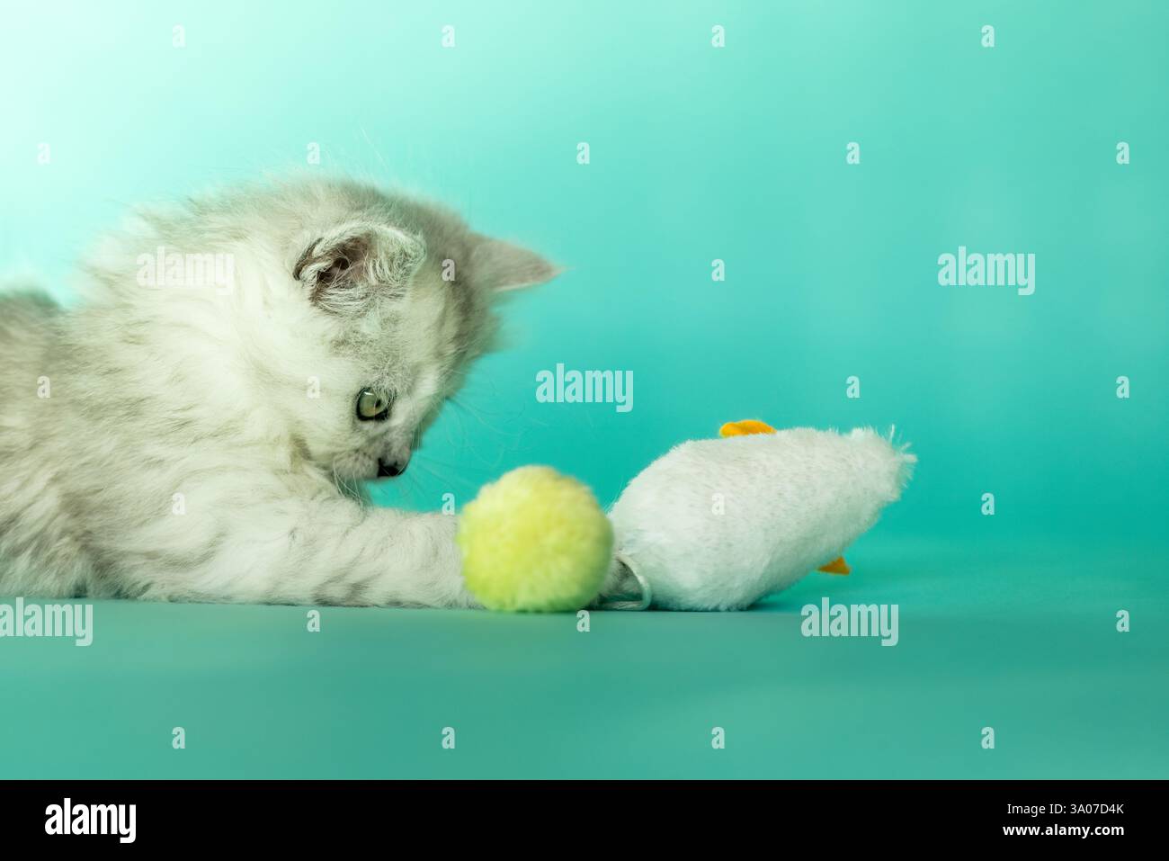 A cute silver tabby ragdoll crossbreed kitten is playing in front of ...