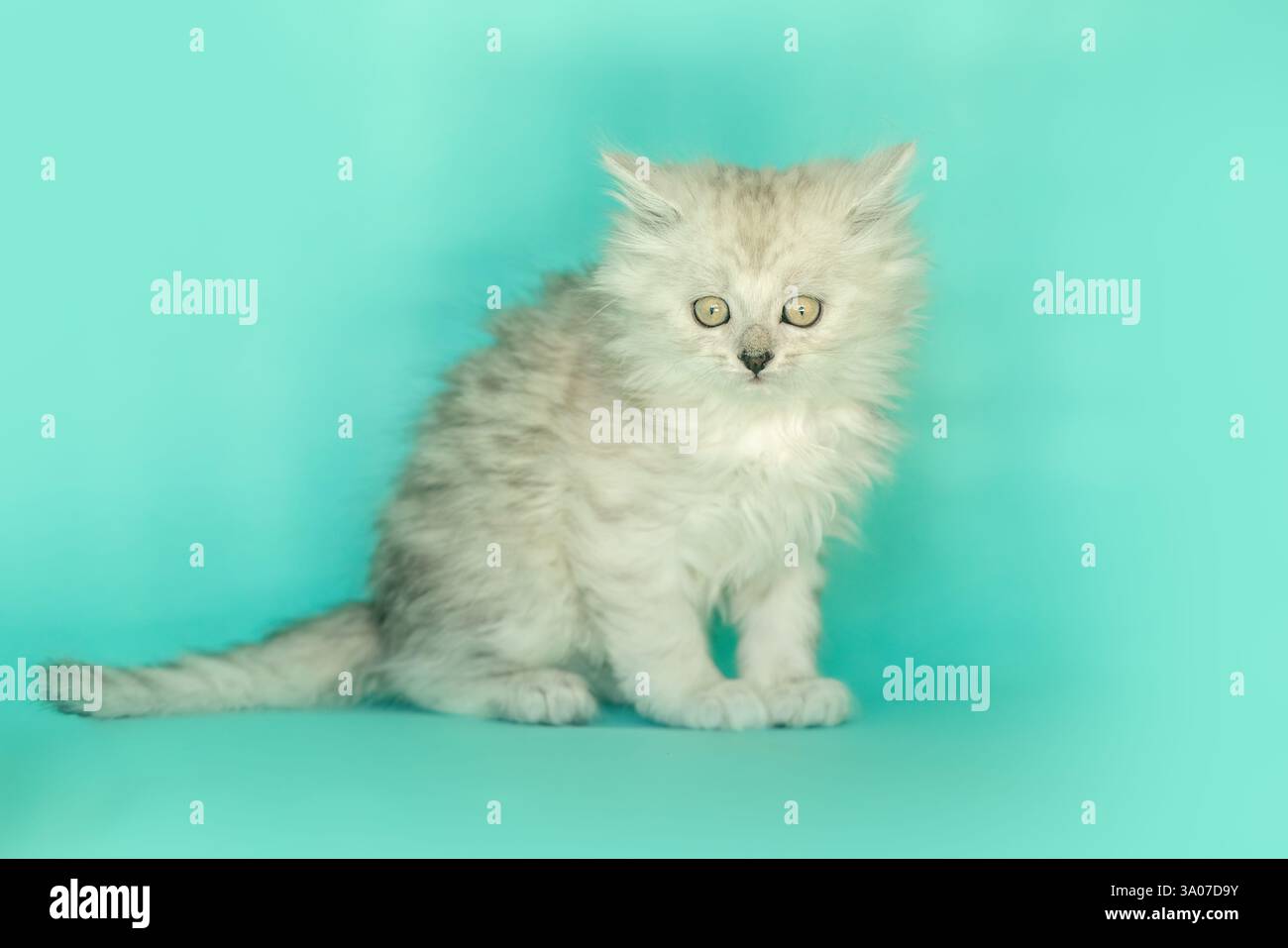 A cute silver tabby ragdoll crossbreed kitten is playing in front of ...