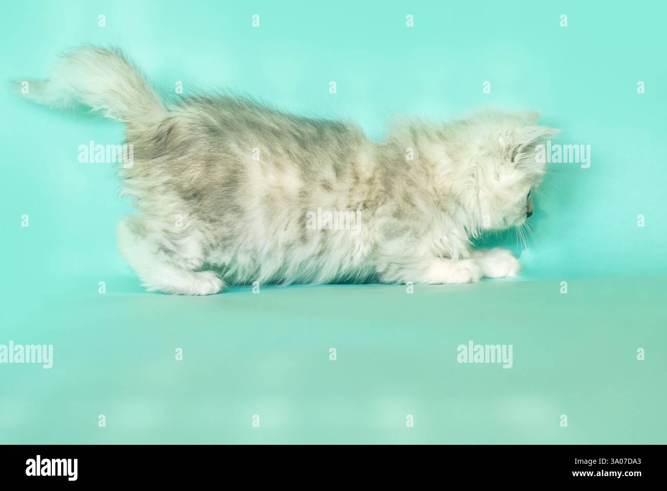 A cute silver tabby ragdoll crossbreed kitten is playing in front of ...