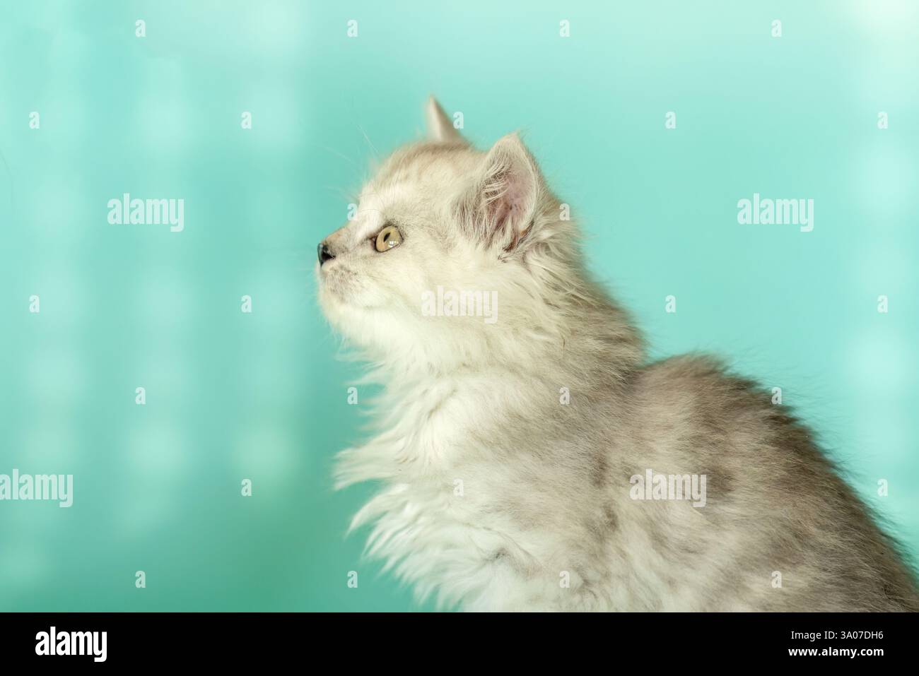 A cute silver tabby ragdoll crossbreed kitten is playing in front of ...