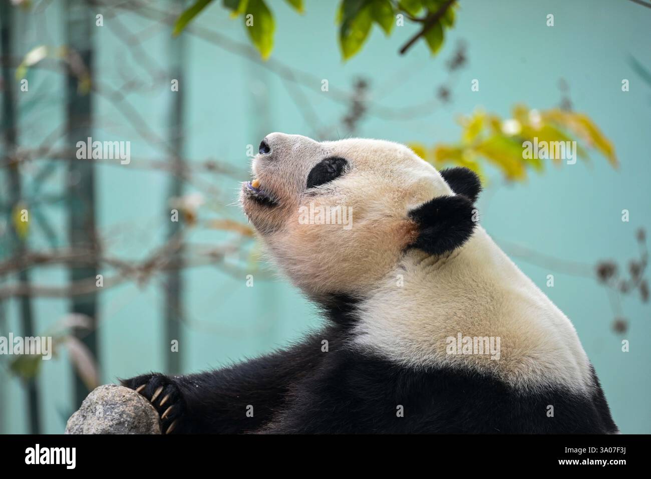 NANNING, CHINA - MARCH 2, 2025 - Giant panda Ji LAN gnaws on bamboo at ...