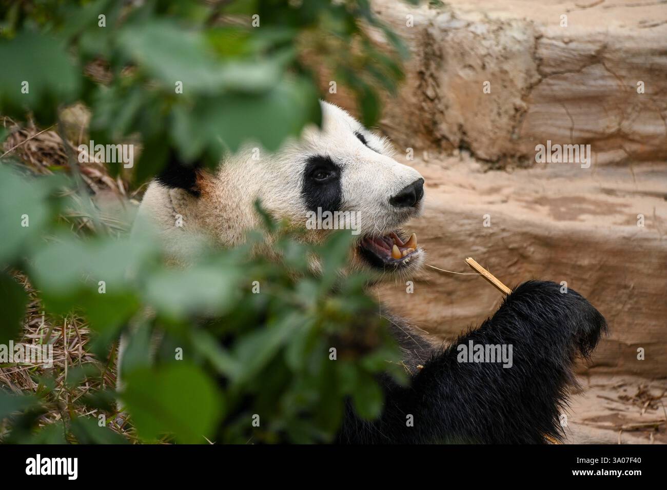 NANNING, CHINA - MARCH 2, 2025 - Giant panda Ji LAN gnaws on bamboo at ...