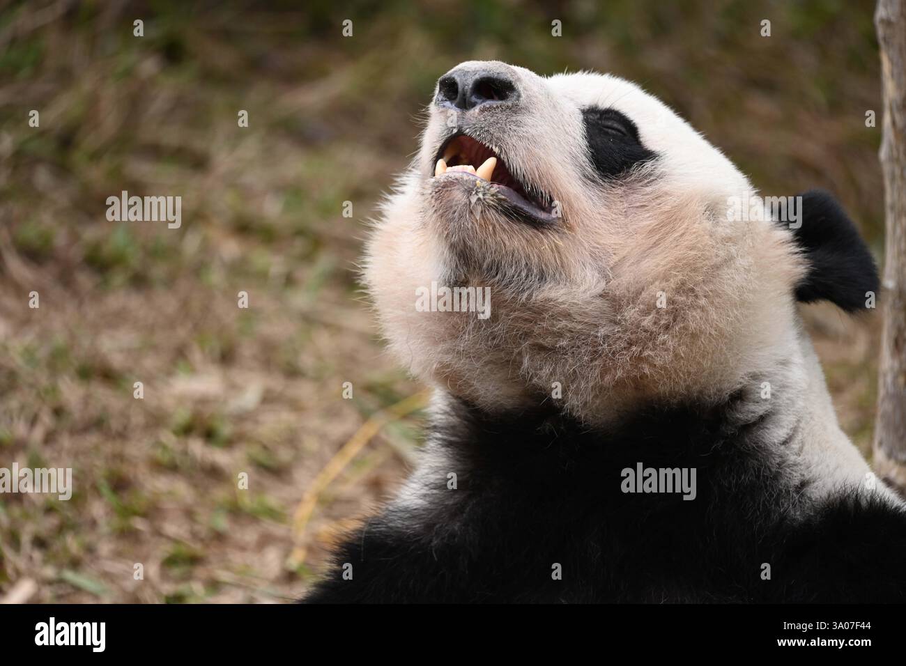 NANNING, CHINA - MARCH 2, 2025 - Giant panda Ji LAN gnaws on bamboo at ...