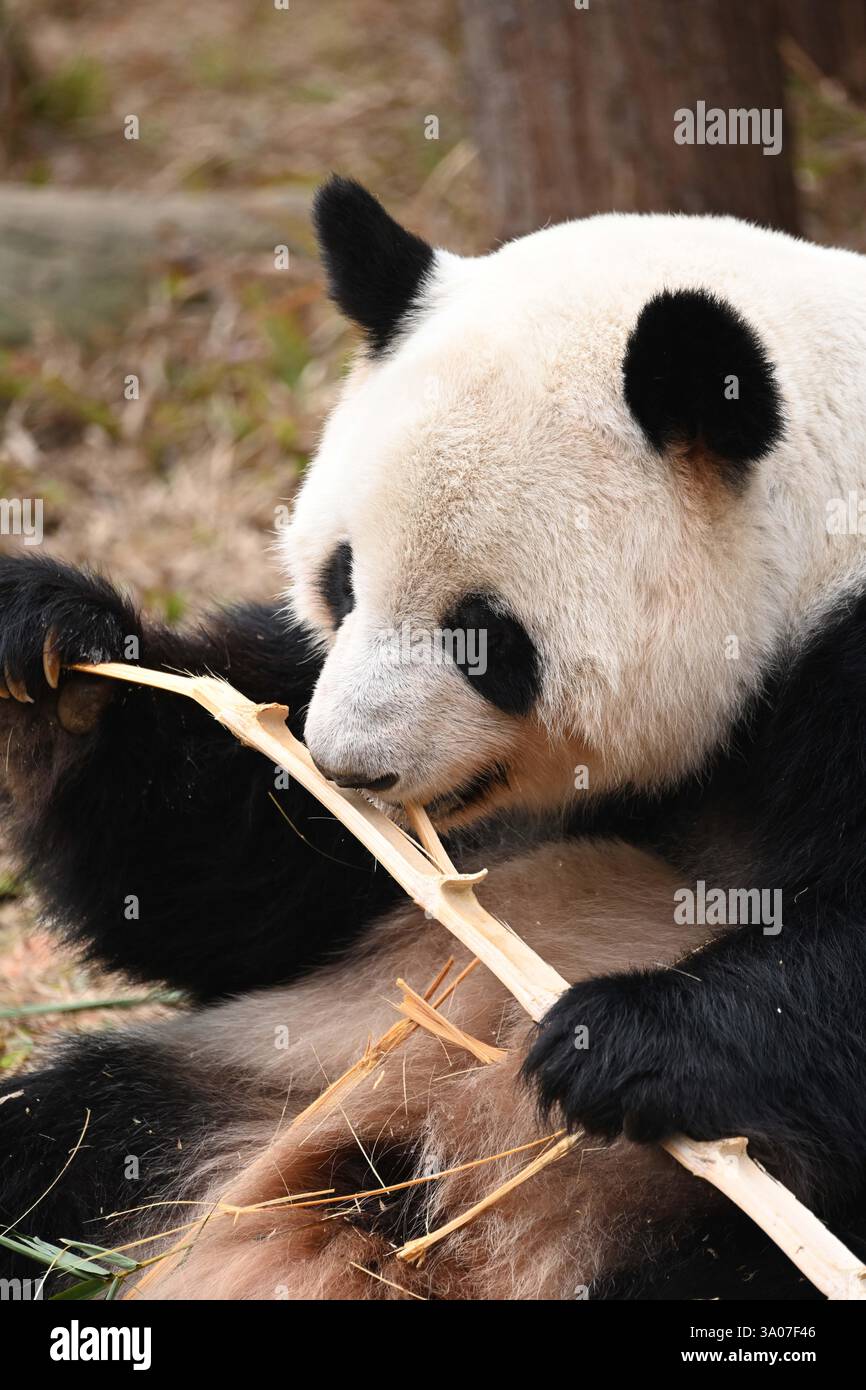 NANNING, CHINA - MARCH 2, 2025 - Giant panda Ji LAN gnaws on bamboo at ...