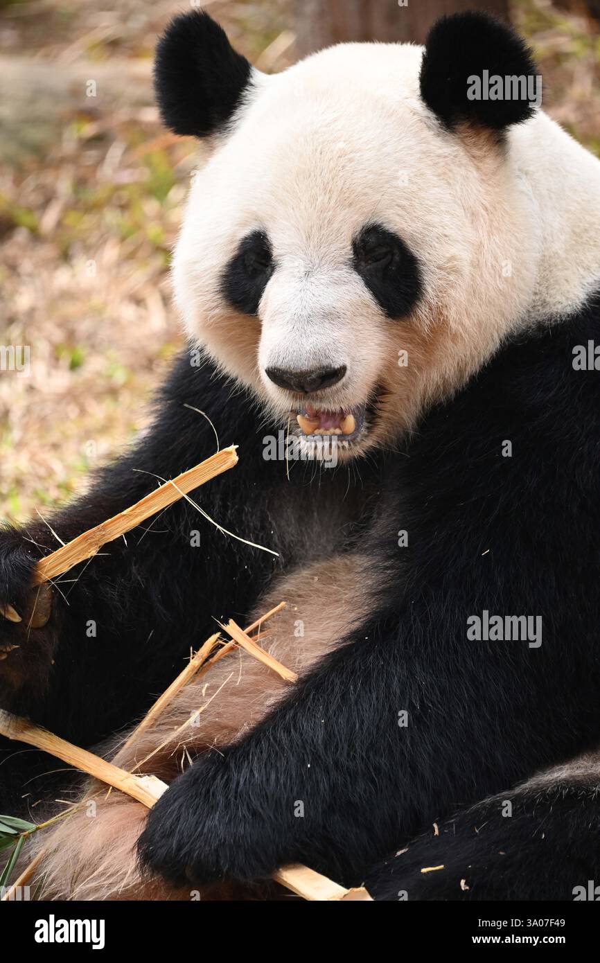 NANNING, CHINA - MARCH 2, 2025 - Giant panda Ji LAN gnaws on bamboo at ...