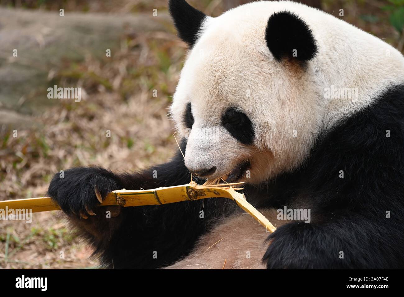 NANNING, CHINA - MARCH 2, 2025 - Giant panda Ji LAN gnaws on bamboo at ...